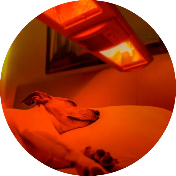 Infrared and Red Light Therapy for Pets